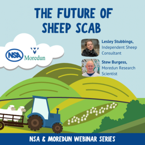 NSA/Moredun webinar: The future of sheep scab - Sheep Veterinary Society
