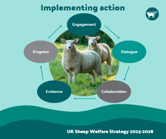 New welfare strategy launched by the UK sheep industry - Sheep ...
